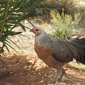 Phoenix | BackYard Chickens