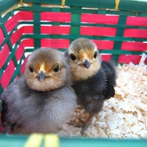 Belgian d' Anver | BackYard Chickens