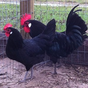 Minorca | BackYard Chickens