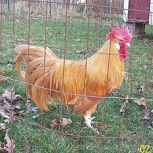 Minorca | BackYard Chickens