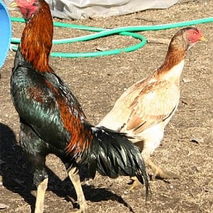 O Shamo | BackYard Chickens