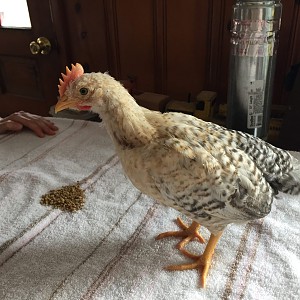 Norwegian Jaerhon | BackYard Chickens