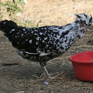 Houdan | BackYard Chickens