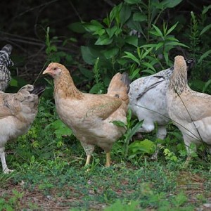 Euskal Oiloa - Marraduna Basque | BackYard Chickens
