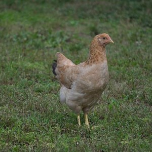 Euskal Oiloa - Marraduna Basque | BackYard Chickens