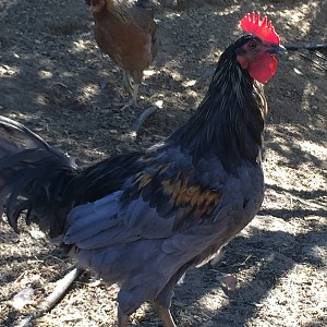 Blue Isbar | BackYard Chickens