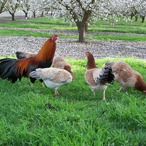 Cubalaya | BackYard Chickens
