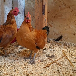 Nankin Bantams | BackYard Chickens