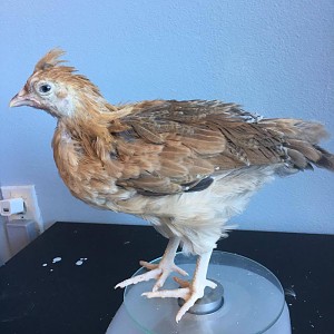 Sulmtaler | BackYard Chickens