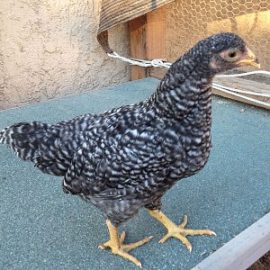 Holland | BackYard Chickens