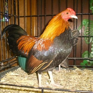 Old English Game Bantam | BackYard Chickens