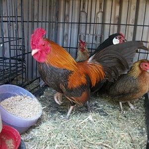 Old English Game Bantam | BackYard Chickens