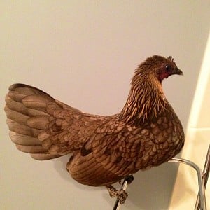 Old English Game Bantam | BackYard Chickens