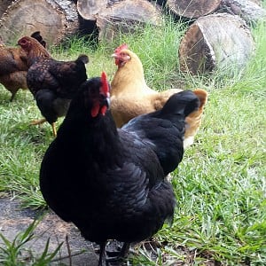 Australorp | BackYard Chickens