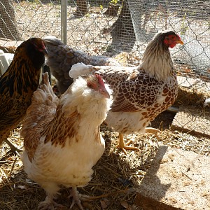 Faverolles | BackYard Chickens