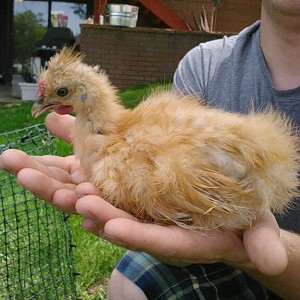 Silkie | BackYard Chickens
