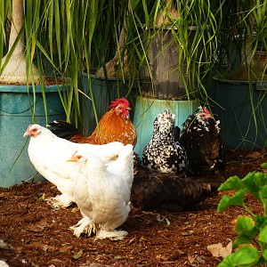 Belgian d'Uccle | BackYard Chickens