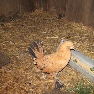 Belgian d'Uccle | BackYard Chickens