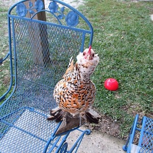 Belgian d'Uccle | BackYard Chickens