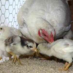 Aseel | BackYard Chickens