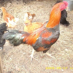 Aseel | BackYard Chickens