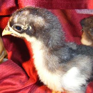 Minorca | BackYard Chickens