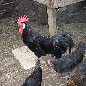 Minorca | BackYard Chickens