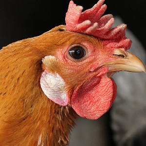 Sicilian Buttercup | BackYard Chickens