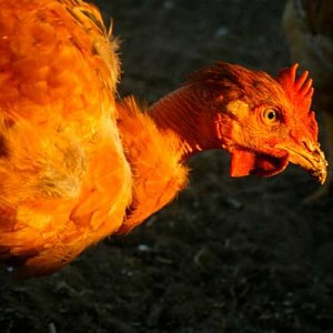 Naked Neck-turken | BackYard Chickens