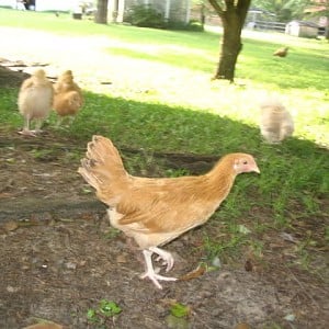 Catalana | BackYard Chickens