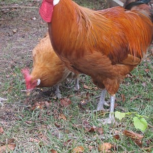 Catalana | Reviews | BackYard Chickens