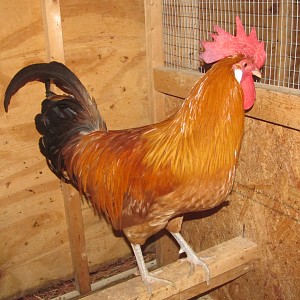 Catalana | BackYard Chickens