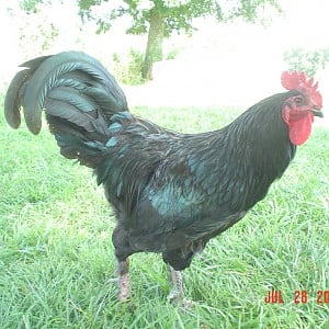 Langshan | BackYard Chickens