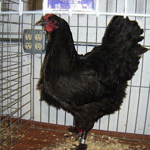 Langshan | BackYard Chickens