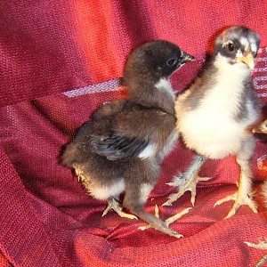 Langshan | BackYard Chickens