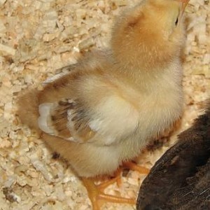 Russian Orloff | BackYard Chickens