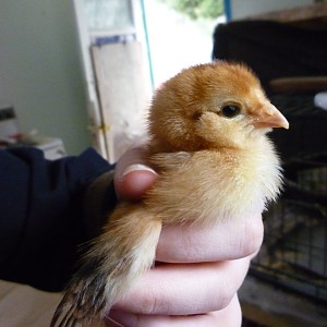 Russian Orloff | BackYard Chickens