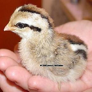 Phoenix | BackYard Chickens