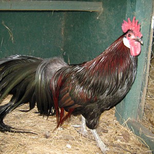 Phoenix | BackYard Chickens