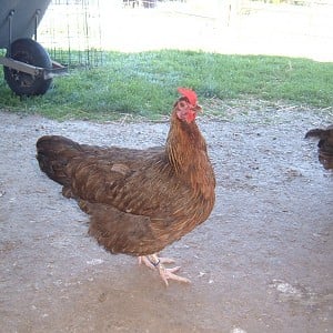 Dorking | BackYard Chickens