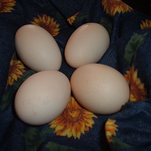 Dorking | BackYard Chickens