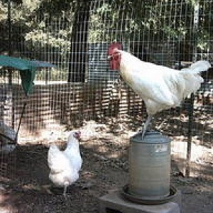 Java | BackYard Chickens