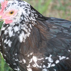 Ancona | BackYard Chickens