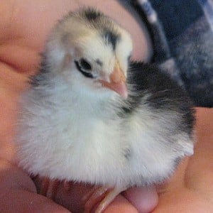 Ancona | BackYard Chickens