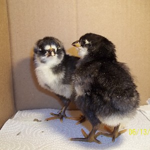 Ancona | BackYard Chickens