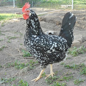 Ancona | BackYard Chickens