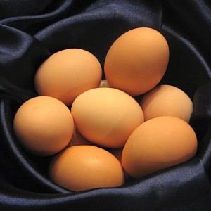 Dominique | BackYard Chickens