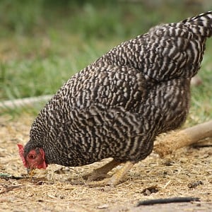 Dominique | BackYard Chickens