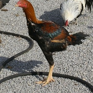 Malay | BackYard Chickens