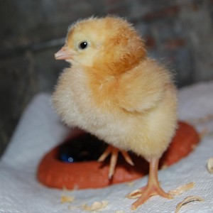 Euskal Oiloa - Marraduna Basque | BackYard Chickens